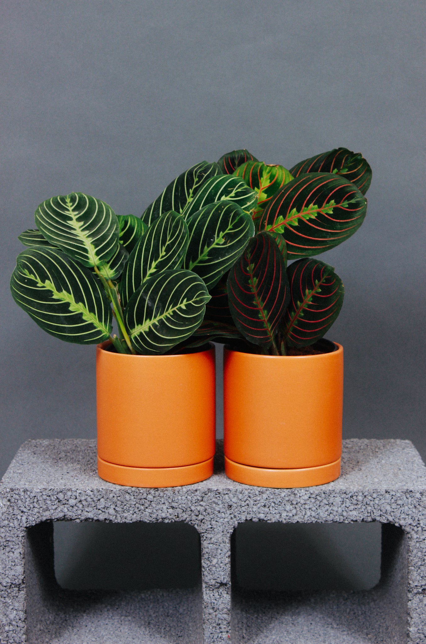 How To Care For The Maranta Prayer Plants – Grounded