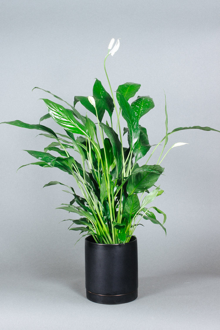 How to Care For a Peace Lily – Grounded