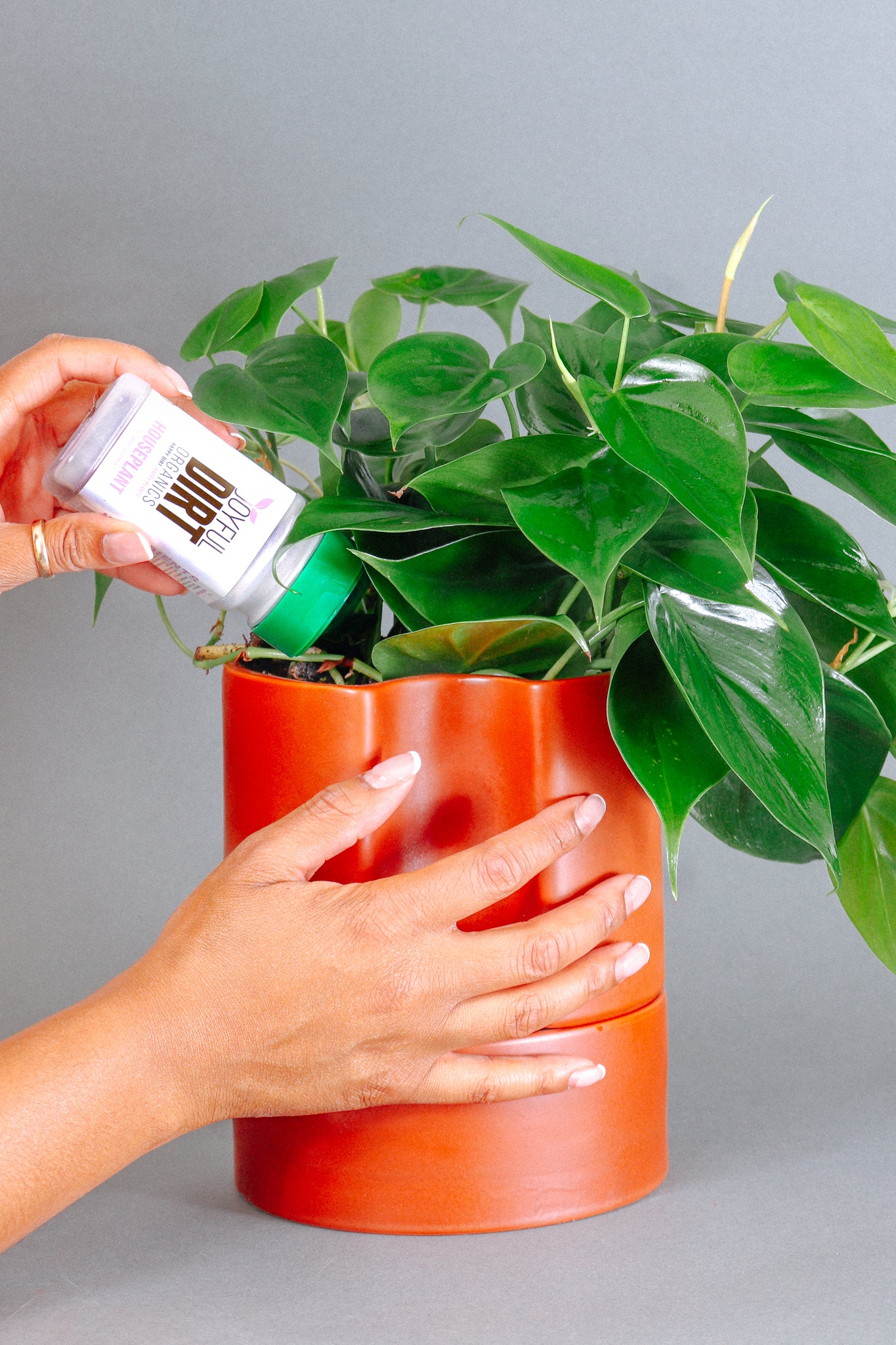 Everything You Need To Know About Fertilizing Your Houseplants – Grounded