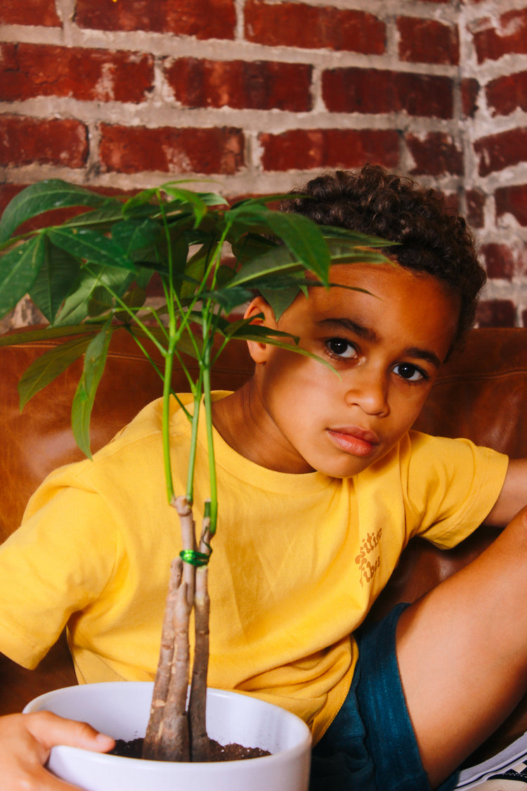 Attracting Wealth With The Money Tree – Grounded