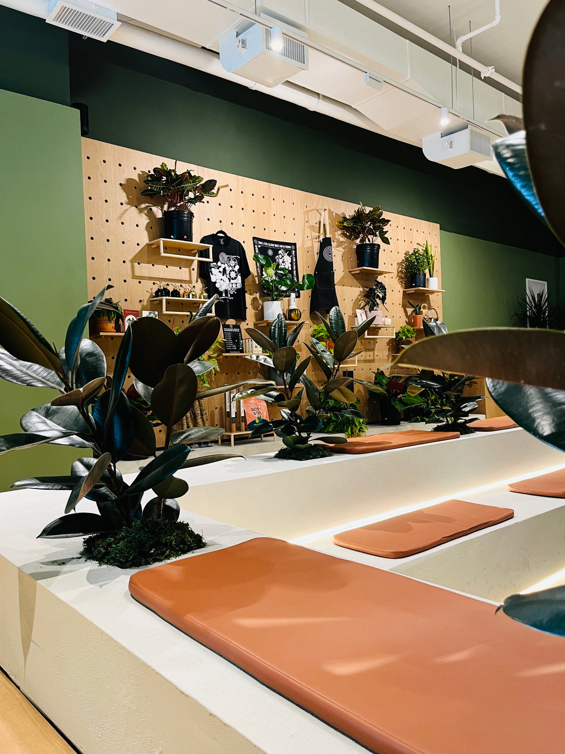 Buy the Best Indoor Plants Online in the USA – Grounded