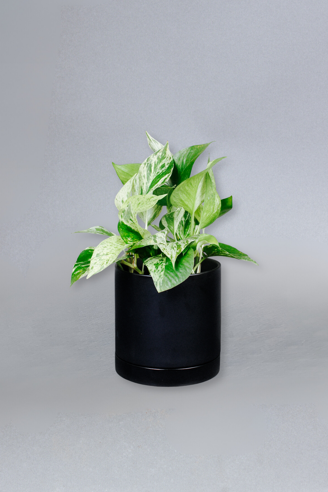 Buy the Best Indoor Low Maintenance Plants – Grounded